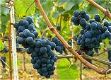 Wine Grape Names & Varieties, Pictures, Facts & Guides