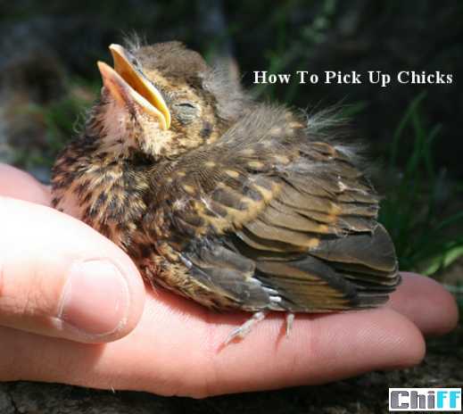Photo Thought of the Day - How to Pick Up Chicks.